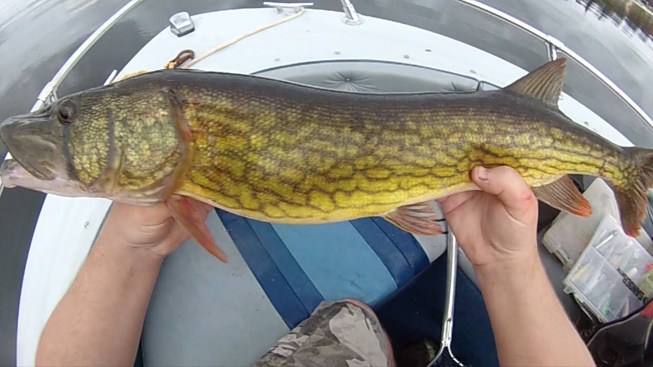 Outtakes #18 - Tiny Rod, Huge Pickerel (3lb Test, Extended Cut) - YouTube