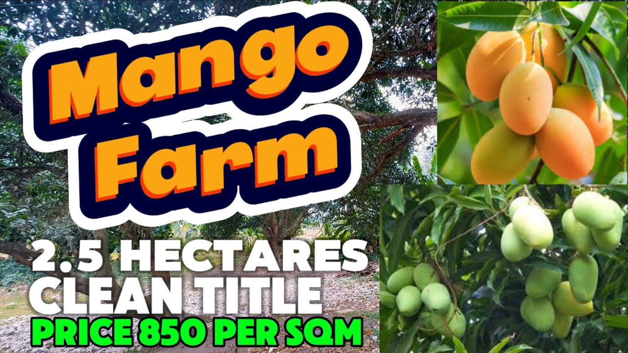 Nov-352 Mango farm 2.5 hectares ideal for private farm estates and ...