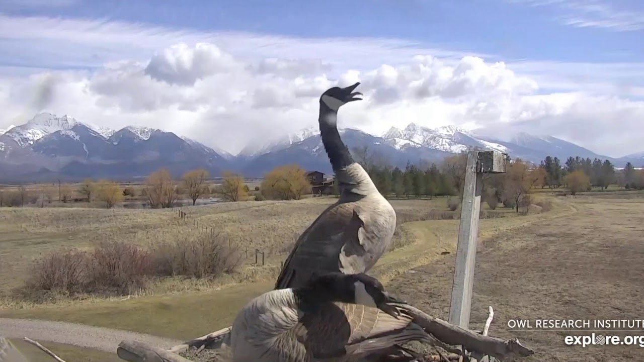 Charlie Dive-bombs Canada Geese - Charlo Osprey Nest 2020 04 13 - YouTube
