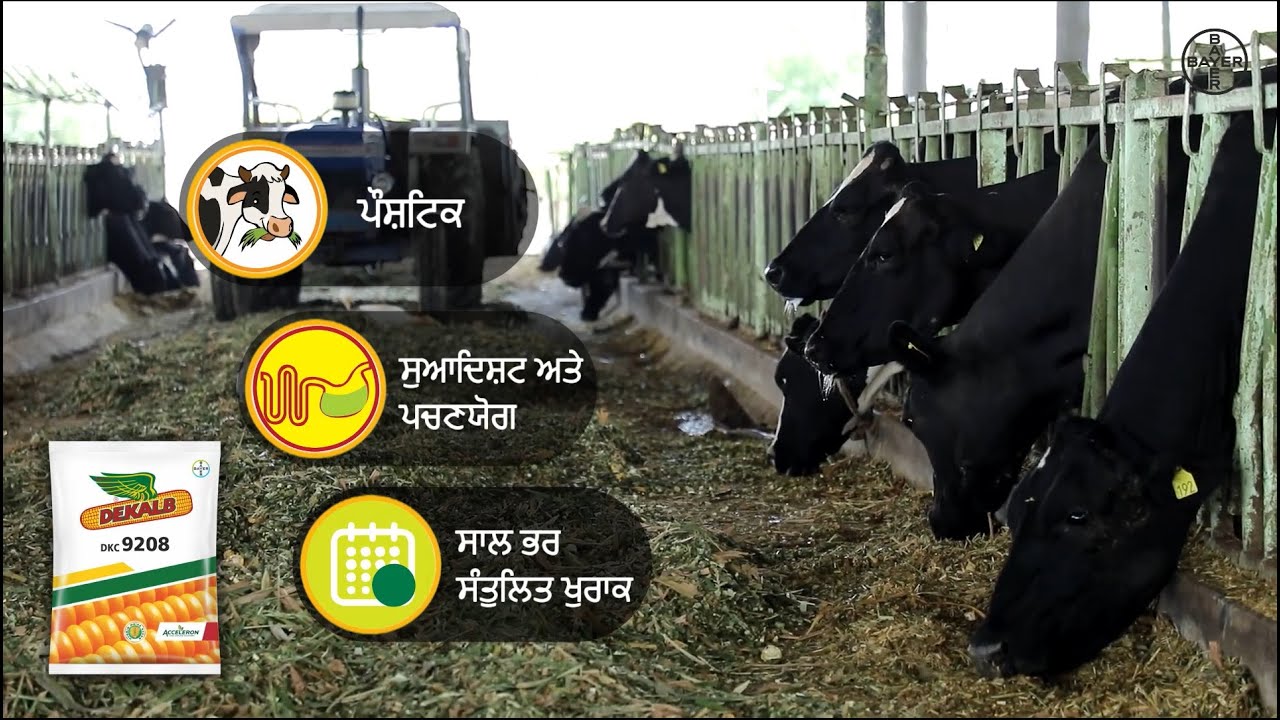 Dekalb 9208: Best Corn Silage for Boosting Milk Productivity (Punjabi ...