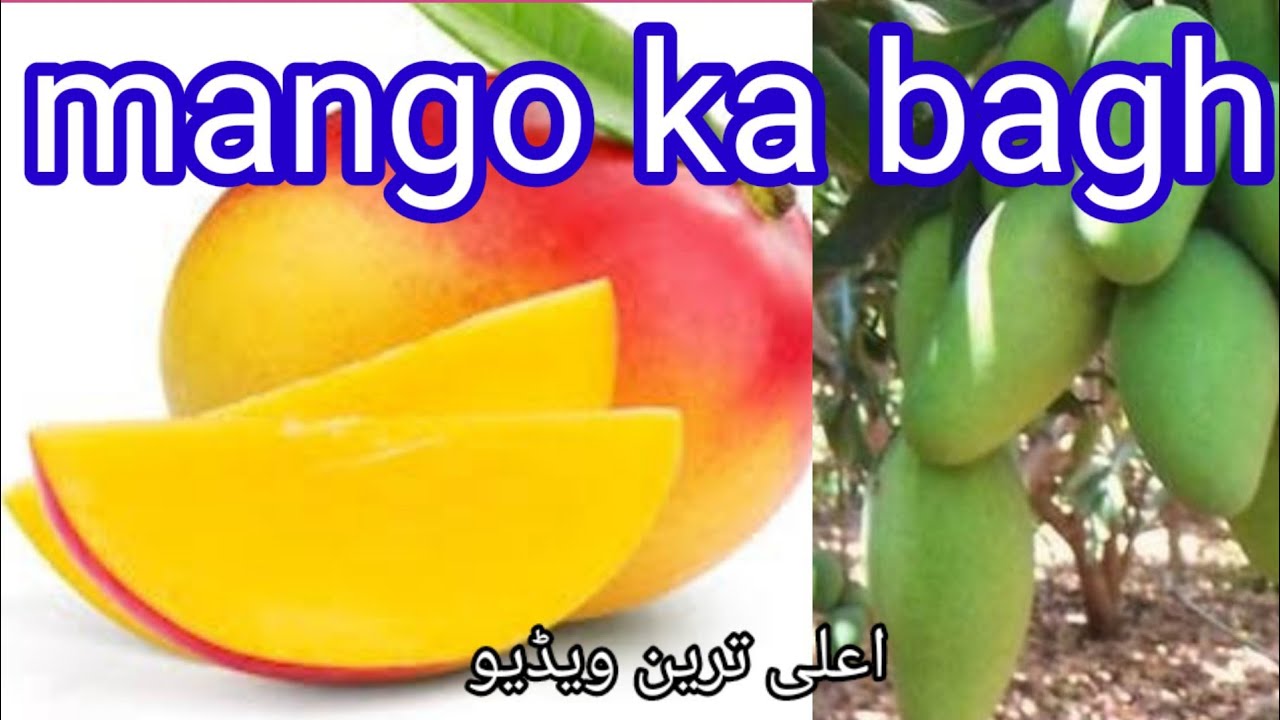 Mango ka bagh - YouTube