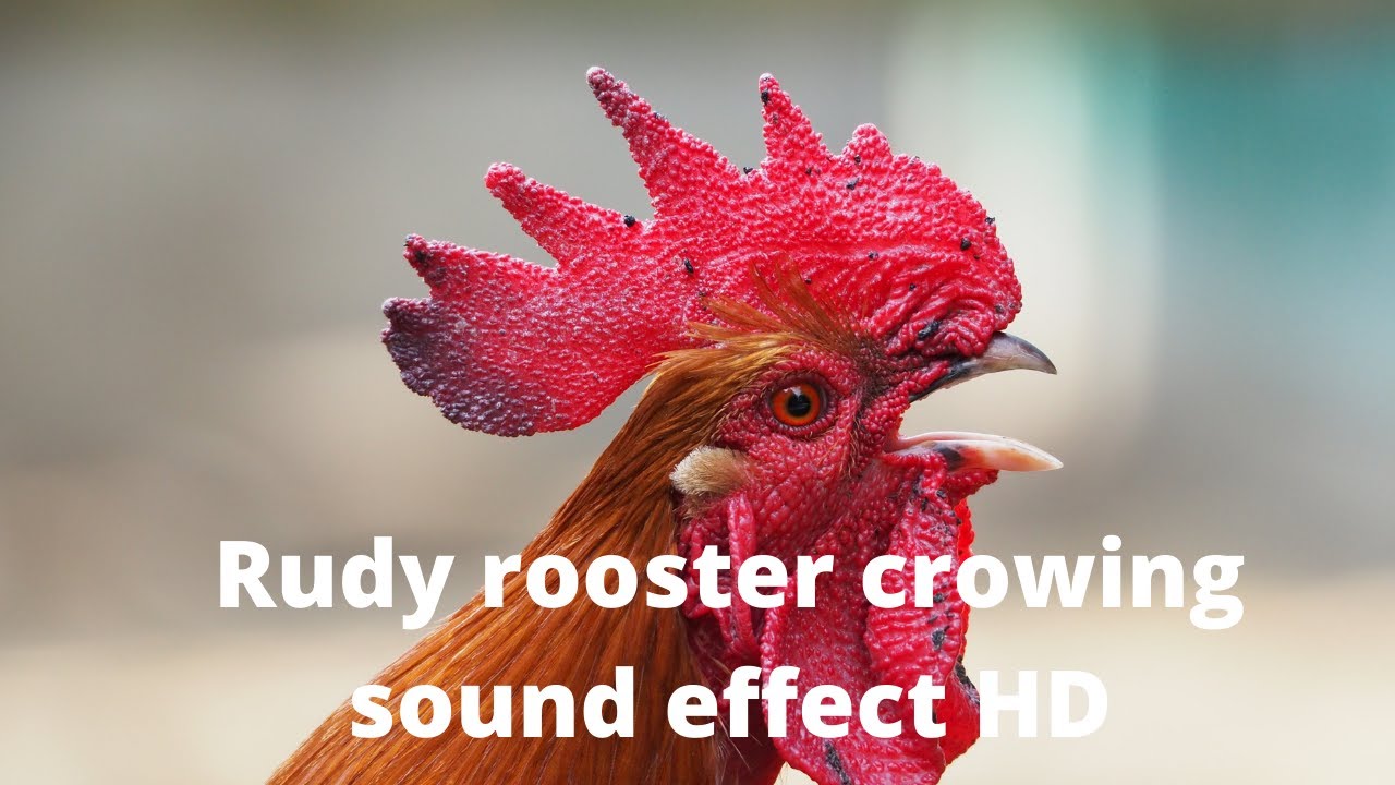Rudy rooster crowing sound effect HD - YouTube
