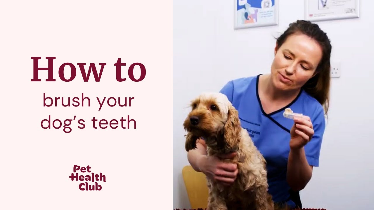 How to brush your dog's teeth. Tips from the top - YouTube