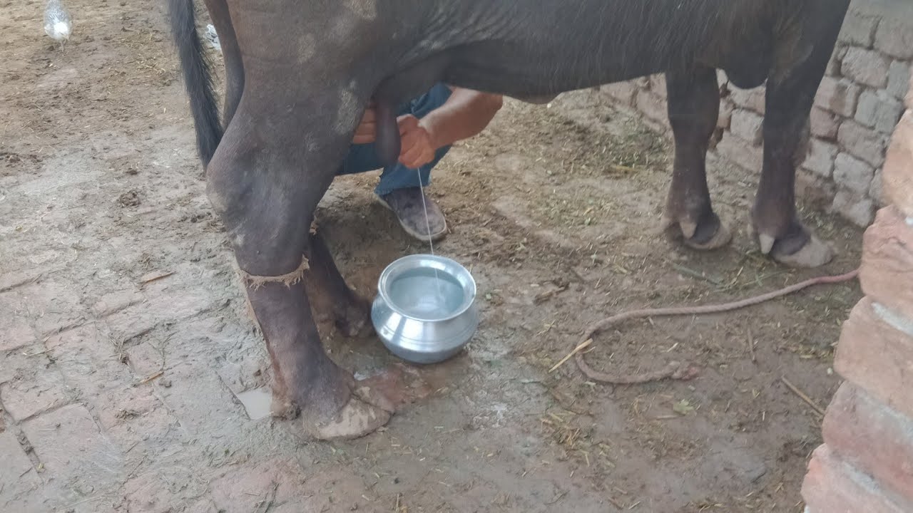 Village lifestyle || milkman routine - YouTube