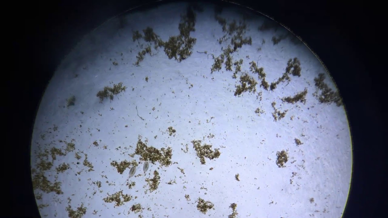 Macro-organisms seen in control - Day 2 - YouTube