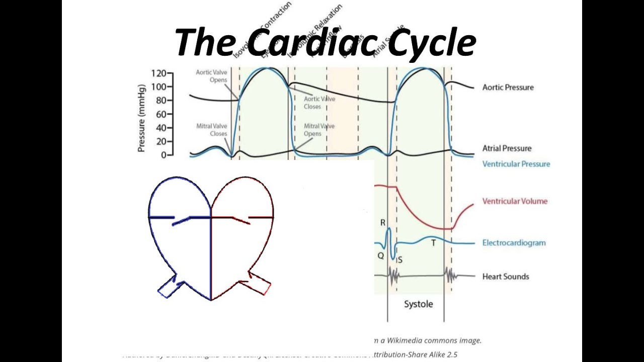 Anatomy and Physiology II In A Nutshell: Cardiac Cycle - YouTube