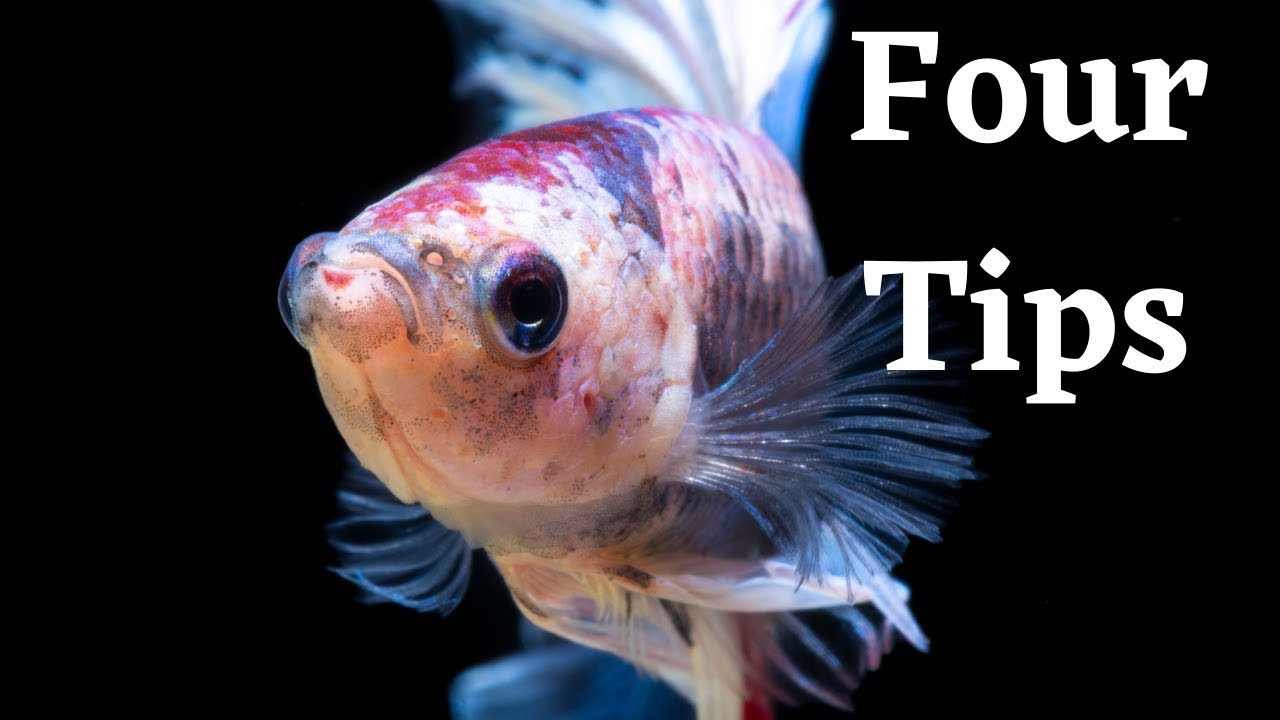 How to Keep Betta Fish Healthy?– 4 Tips For keeping a Healthy betta ...