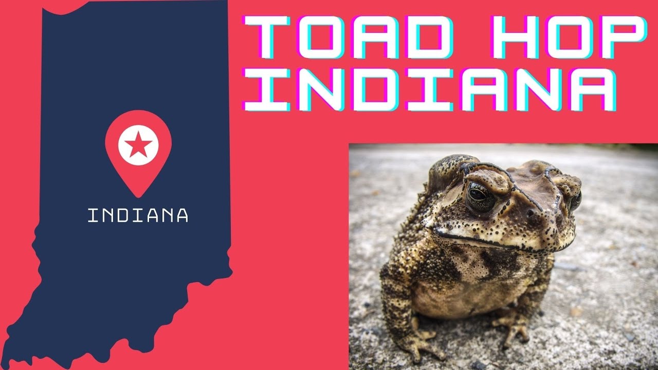 Weird Indiana Toad Hop - YouTube