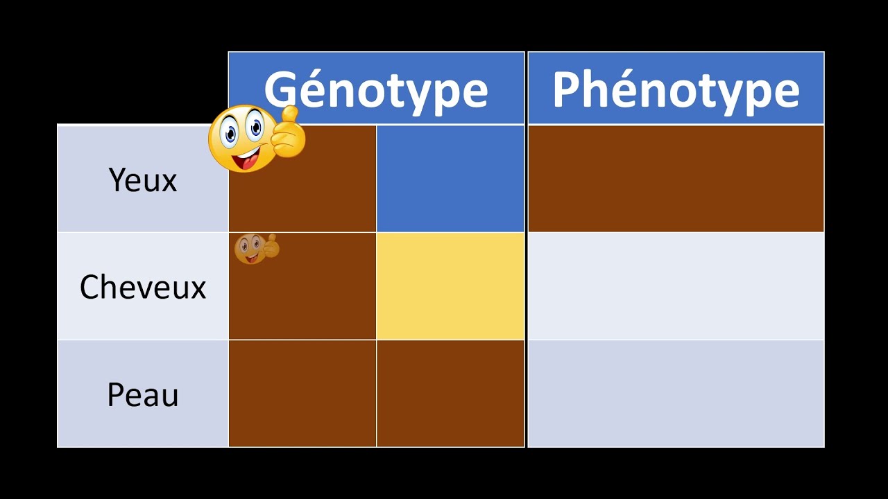 Hérédité, phénotype et génotype - YouTube