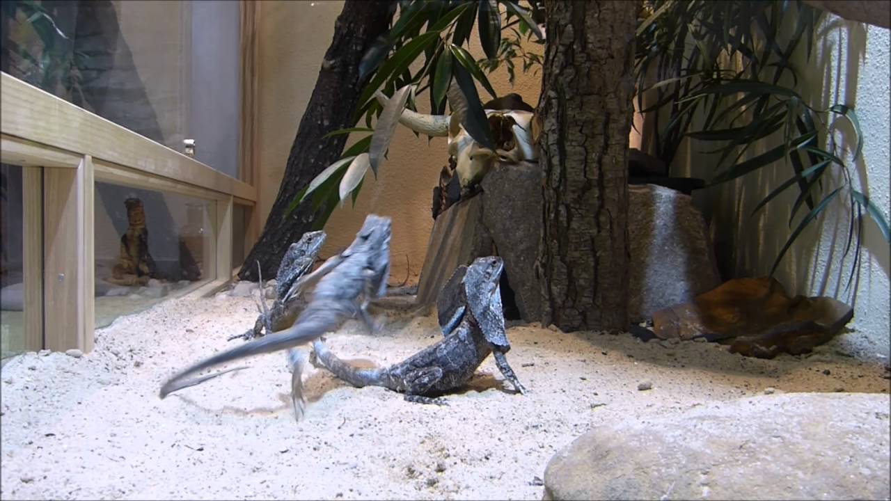 Chlamydosaurus kingii - YouTube