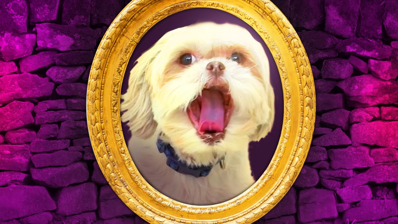 Griffon Dog Tobuscus