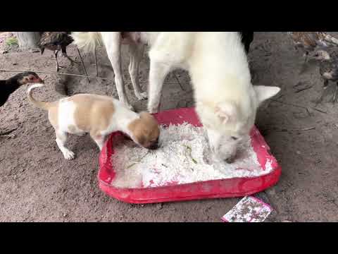 Bad mother dog bite her baby when eat food