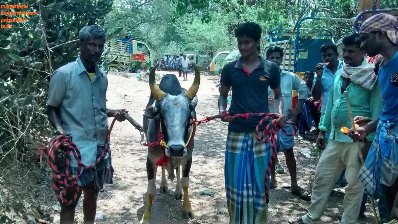 manakkarai kandamirugam. the unbeatable bulls - YouTube