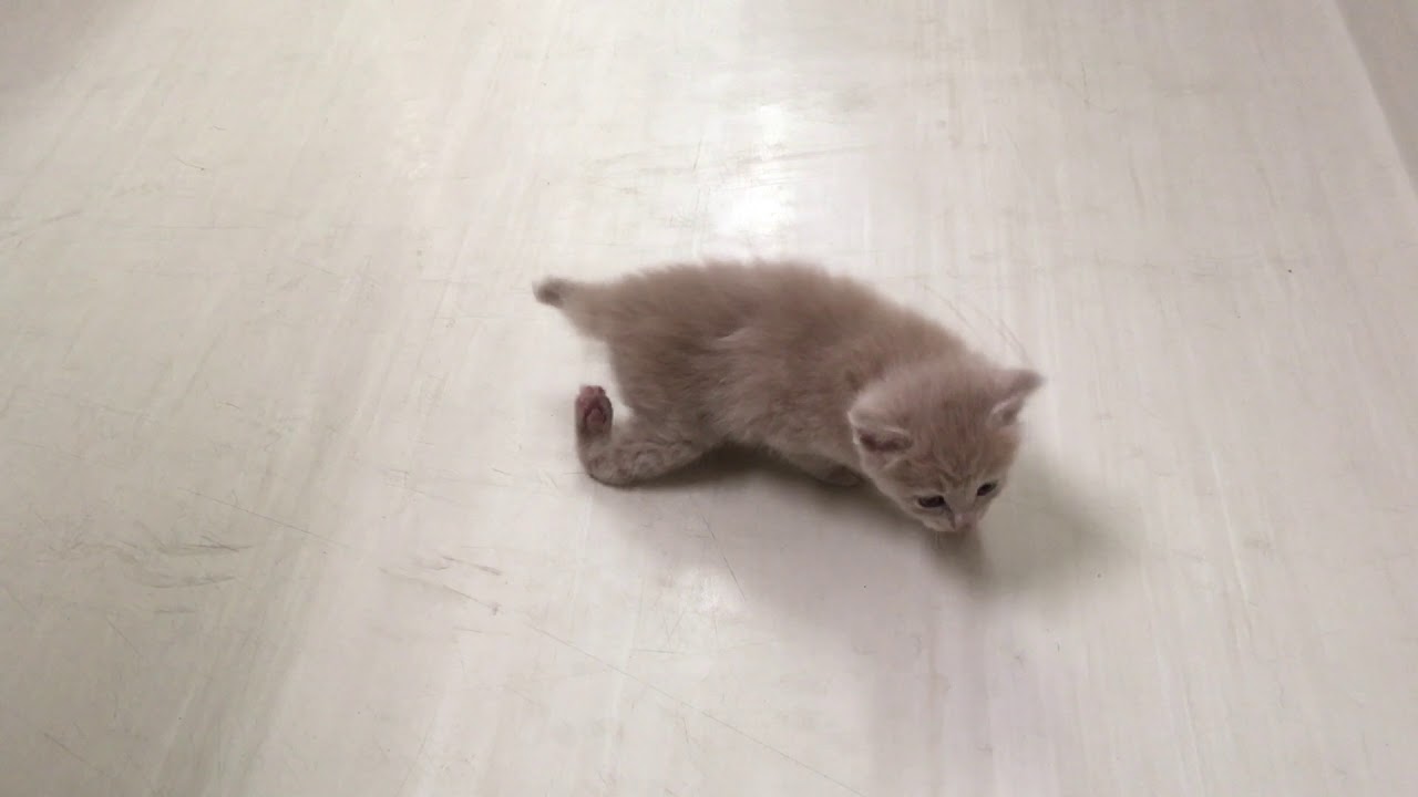 feline(cat) congenital clubfoot - YouTube