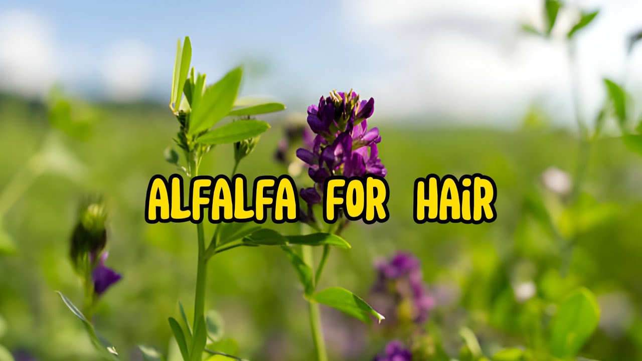 Alfalfa for Hair: Natural Nourishment and Growth | Tips and Benefits ...