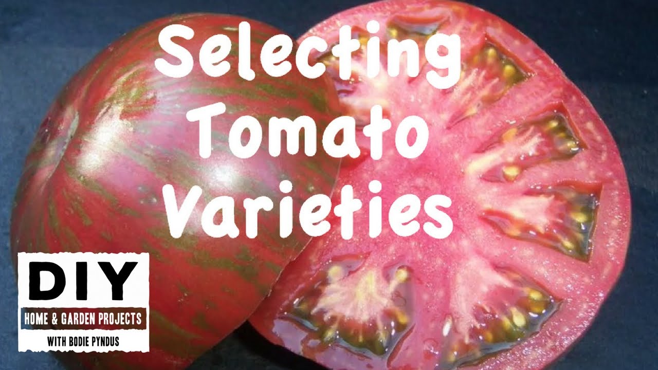 Selecting Tomato Varieties - YouTube