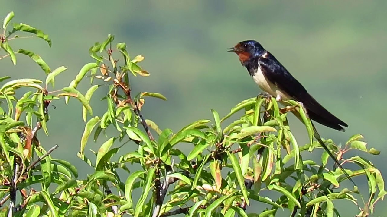 Lastavice ,Hirundo rustica , Swallow -- Birds of Croatia - YouTube