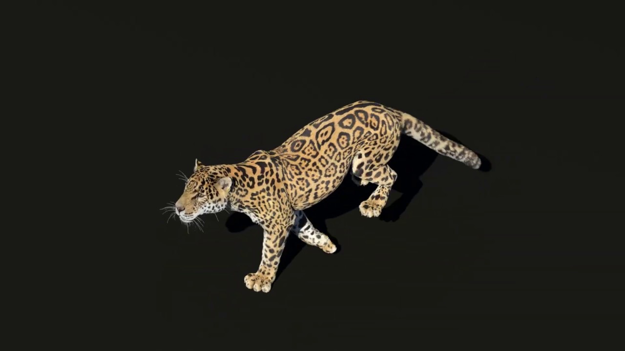 CGI 3D Animated Animal in Blender | Running Panthera Onca | VFX Grace ...