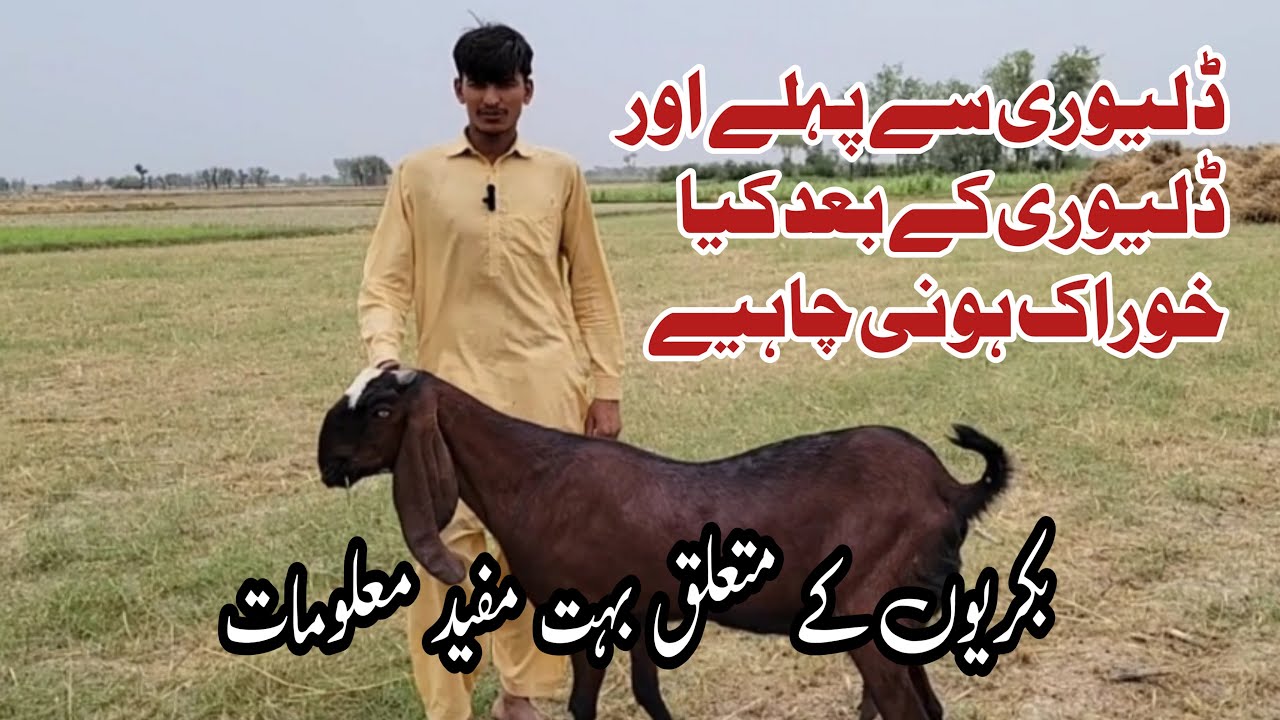 Best Goat Farming Business Plan|Goat Farming Training - YouTube