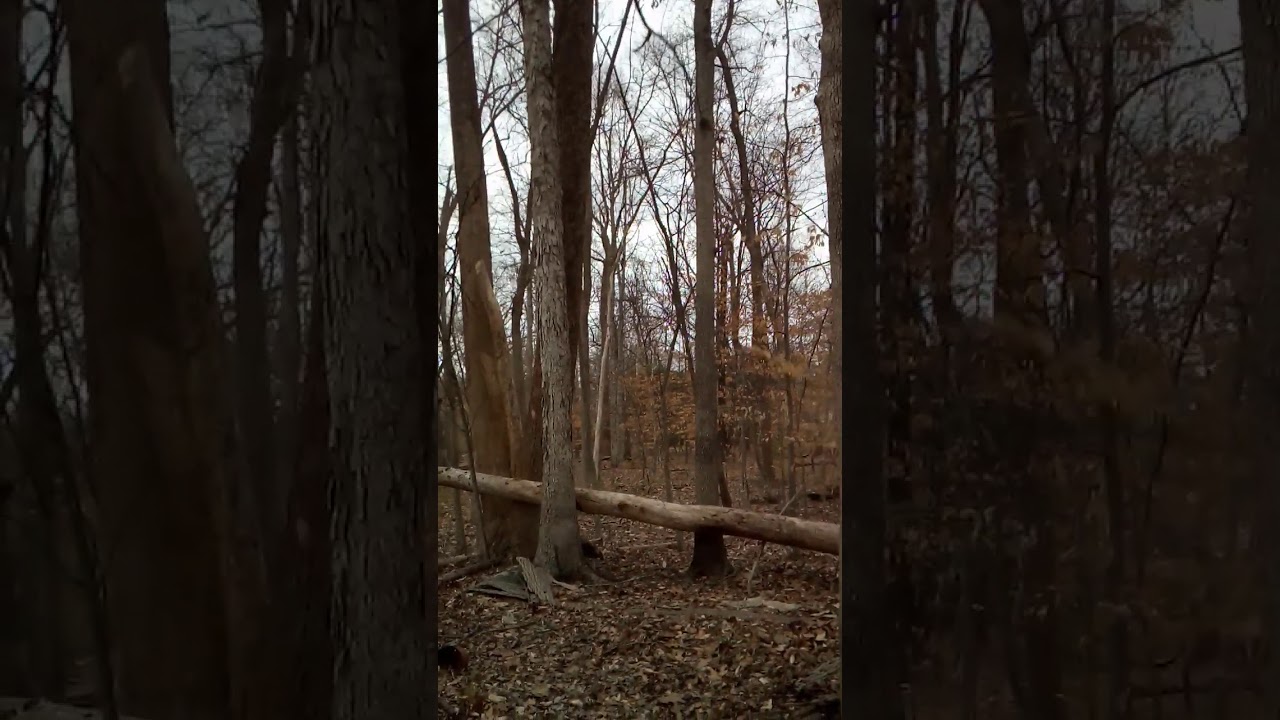 Dead Tree Falling - YouTube