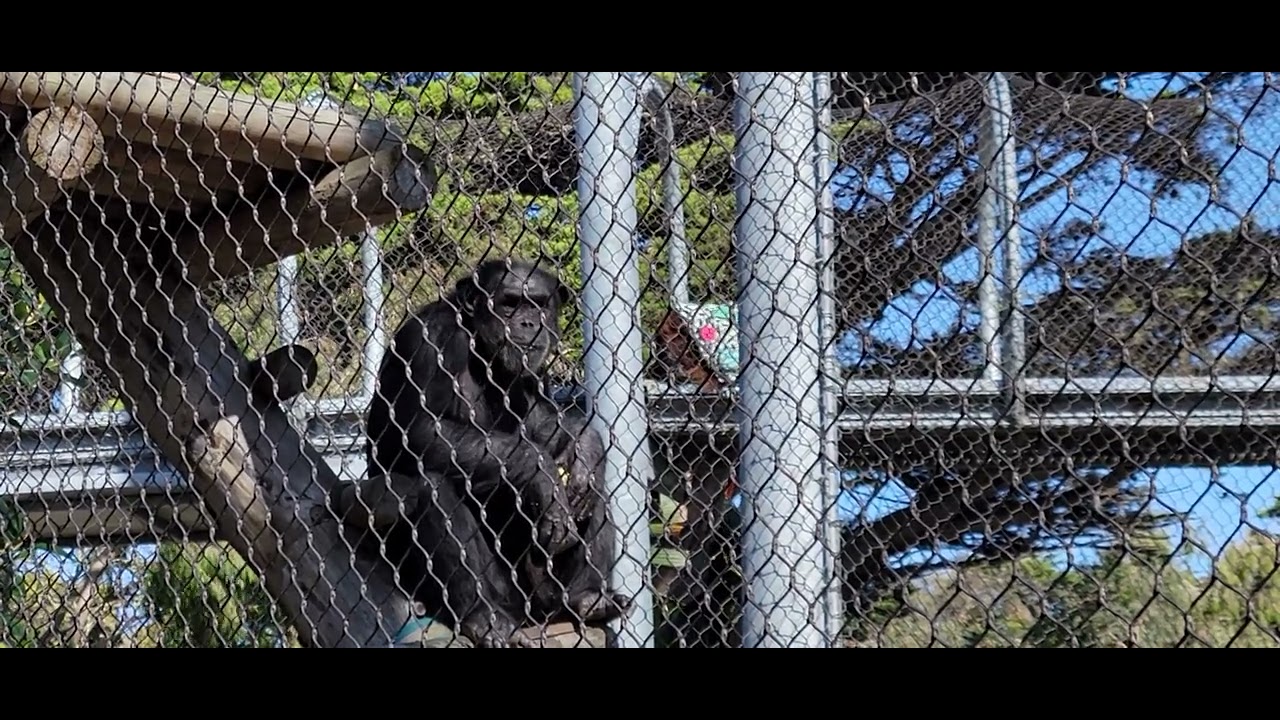 Chimp Chill - YouTube