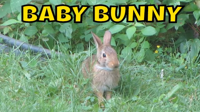 Eastern Cottontail Juvenile Rabbit - YouTube