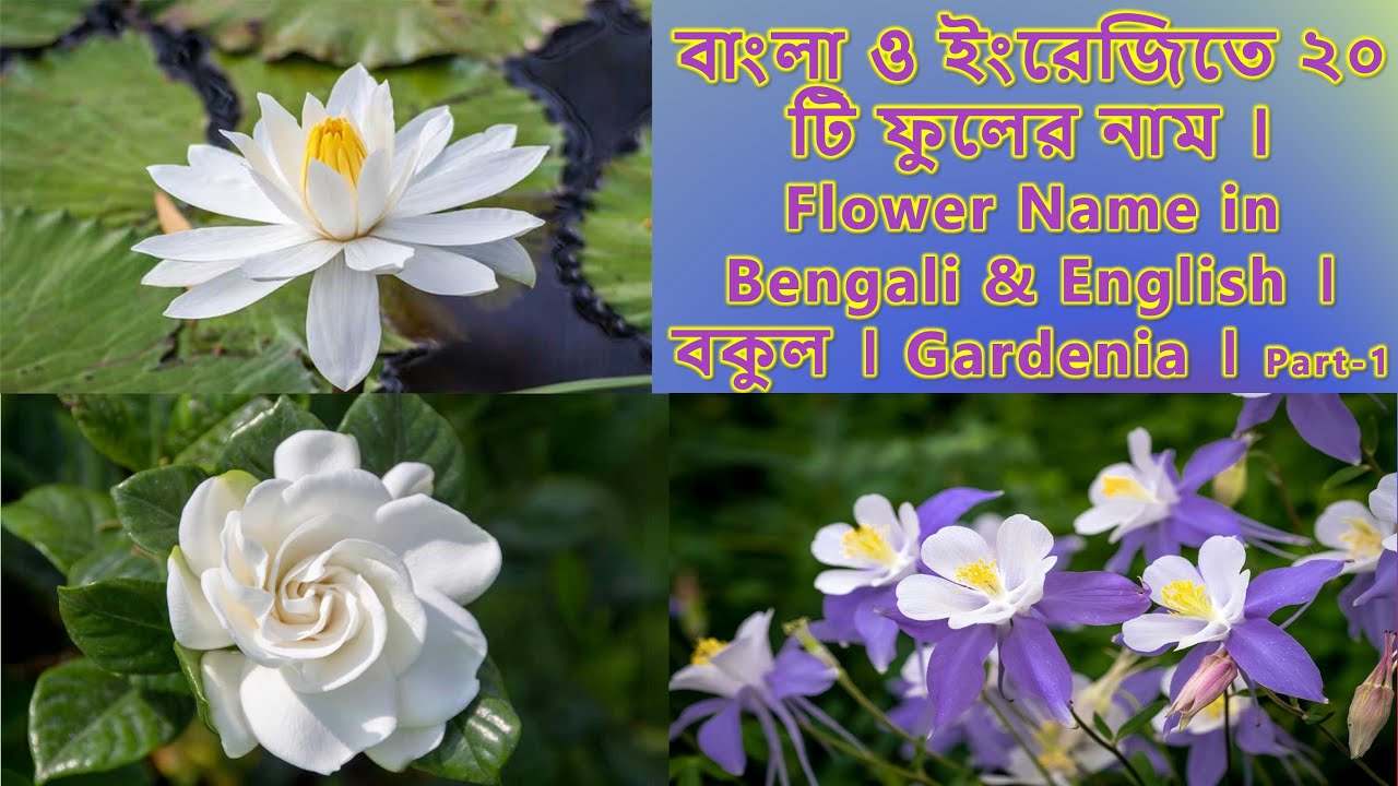 বাংলা ও ইংরেজিতে ২০ টি ফুলের নাম । Flower Name in Bengali & English ...
