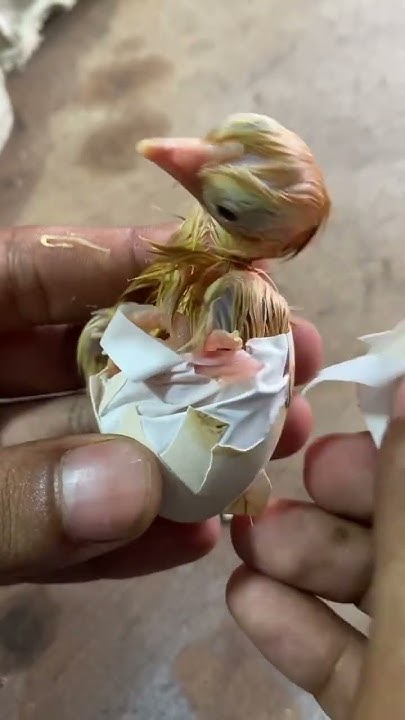 Escaping chick from egg shell #viral #chicken - YouTube