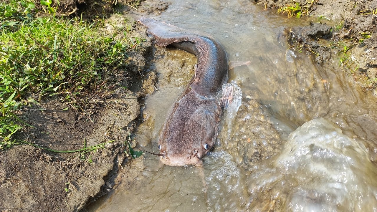 Unbelievable Fishing By Hand || Amazing Catches Unique Fish Using By ...