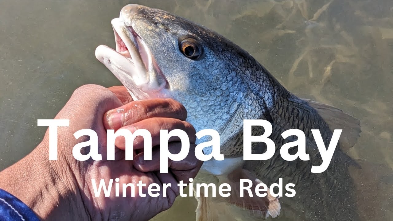 Insane winter time Redfish Bite in Tampa Bay is on fire ! 🔥🔥🔥 Caught ...