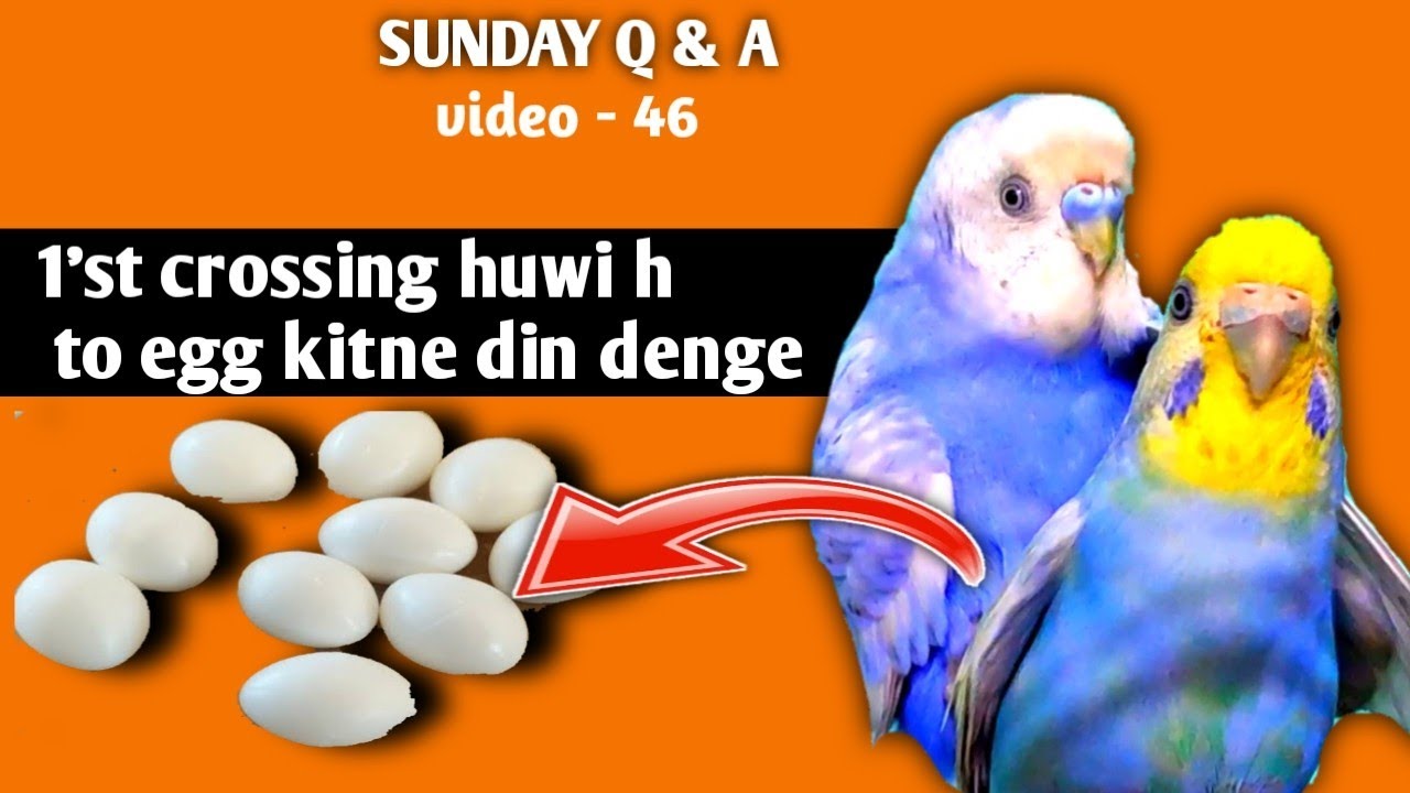 SUNDAY Q & A VIDEO - 46 // budgies parrot crossing ke kitne din baad egg dete hai / bajrigar ...