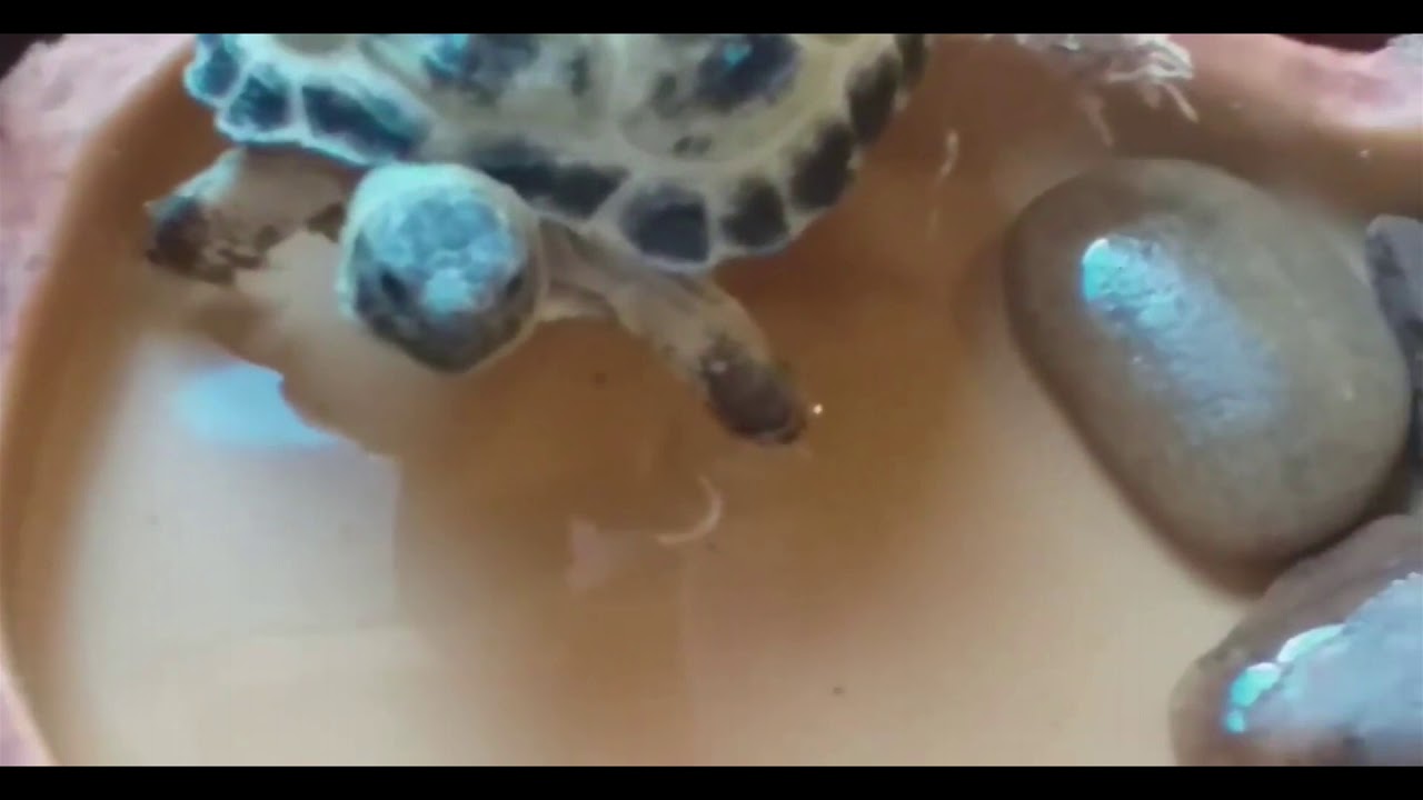 8 mins of Horsefield Tortoise action - YouTube
