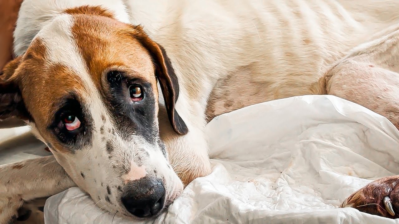 Nunca he visto un perro con ojos como éstos! - YouTube