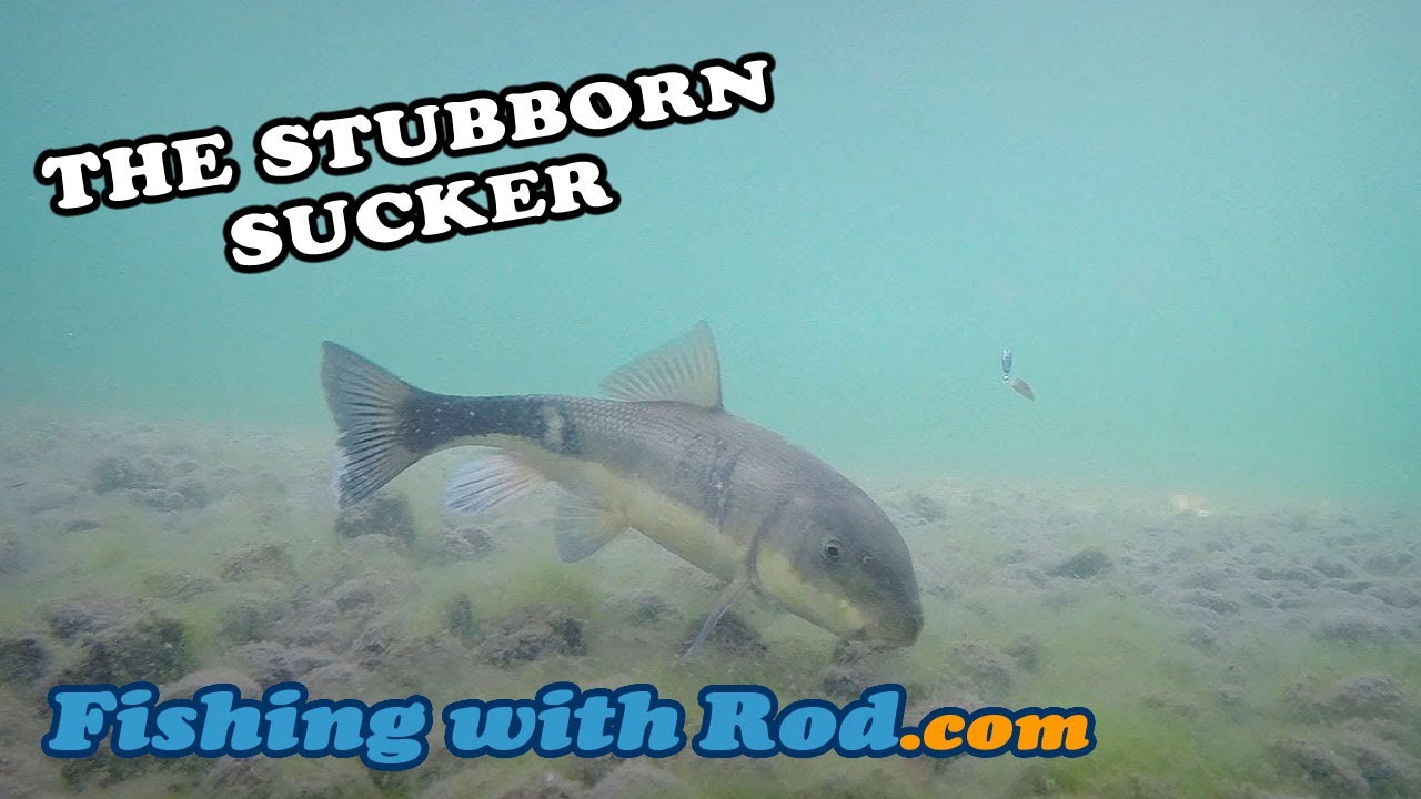 The Stubborn Sucker | Fishing with Rod - YouTube