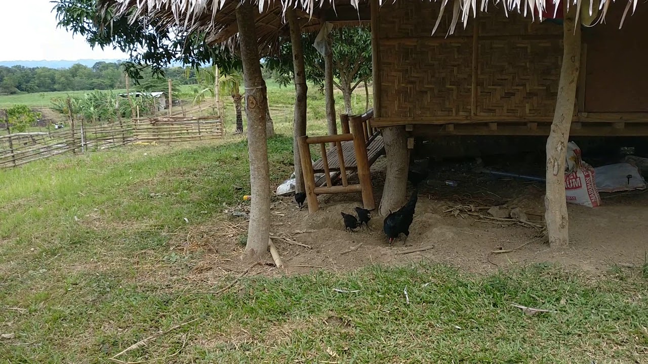 Free Range Native Chickens - YouTube