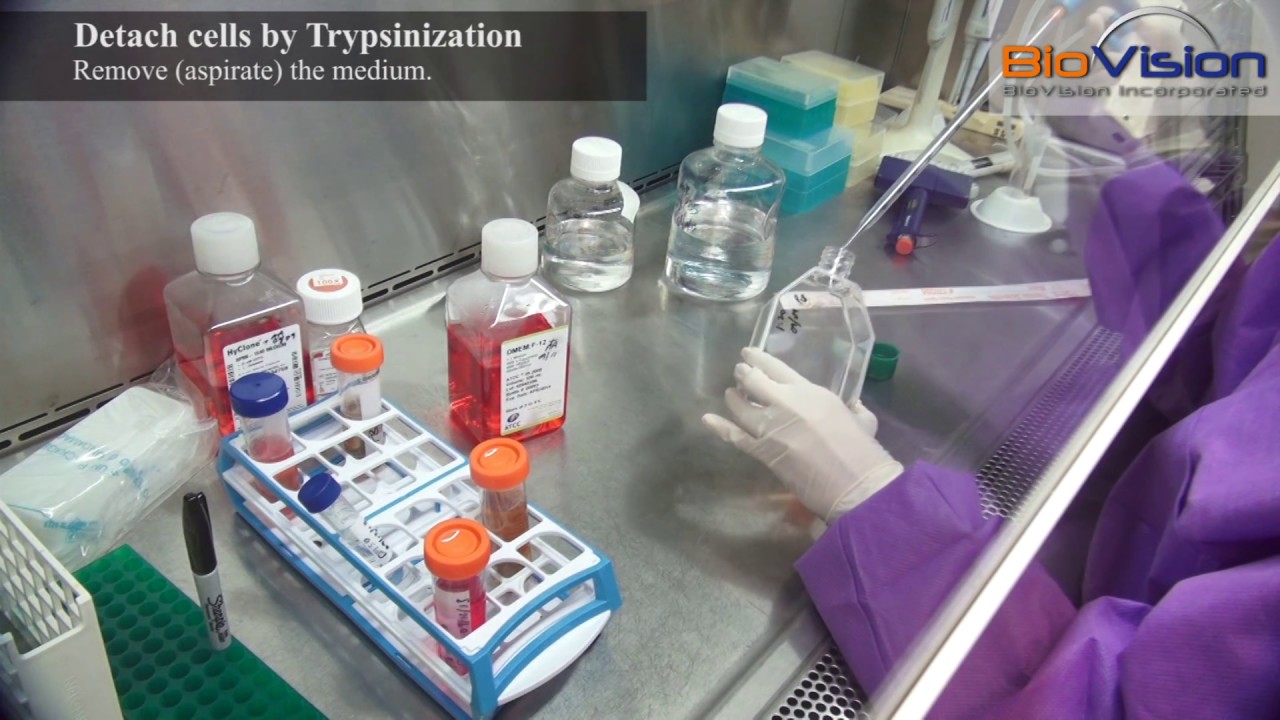 Cell Splitting Video | Biovision, Inc. - YouTube