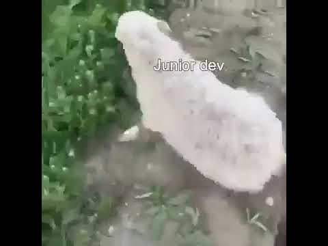 Junior dev VS Senior dev (meme de programacion) - YouTube