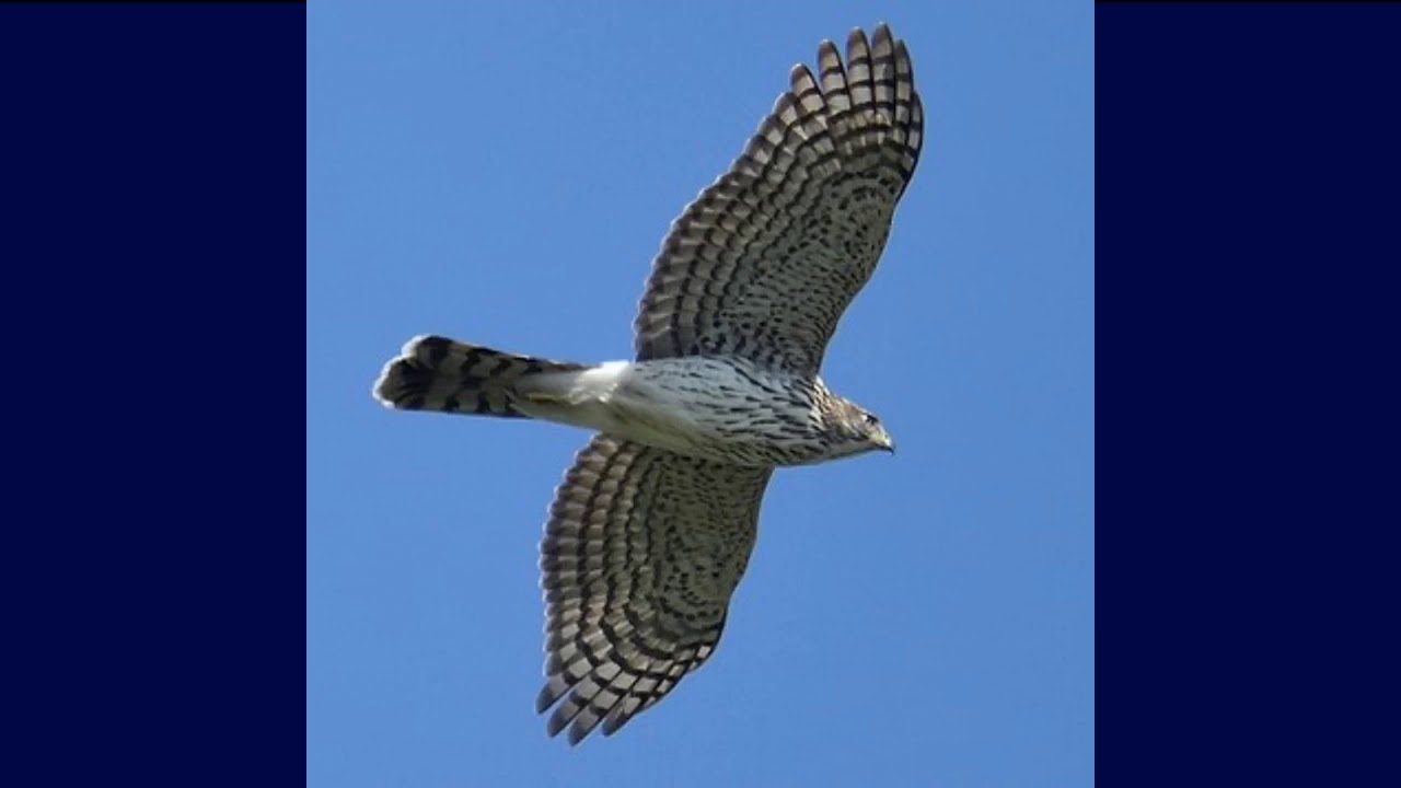 The Smith Point Hawk Watch - YouTube