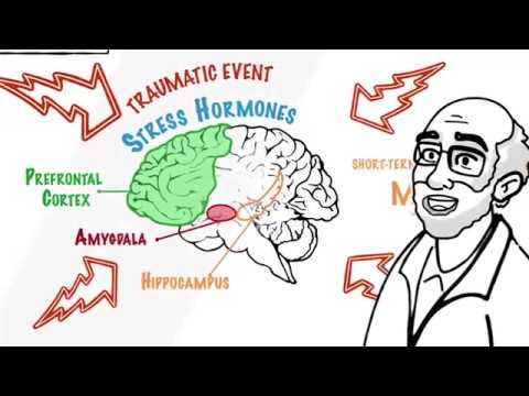 PTSD and the Brain