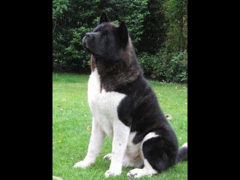 One of the best type of guard dogs ever - Akita Dog - YouTube