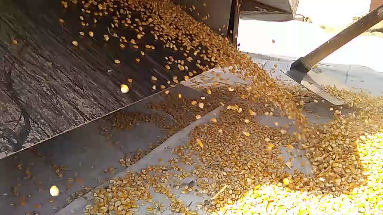 cleaning corn grain before stored - YouTube