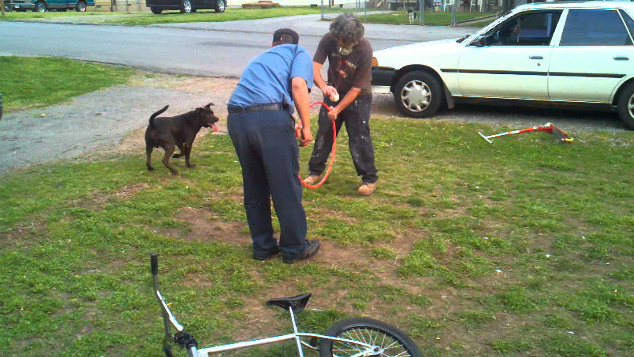 Ole willie silly dog.. - YouTube