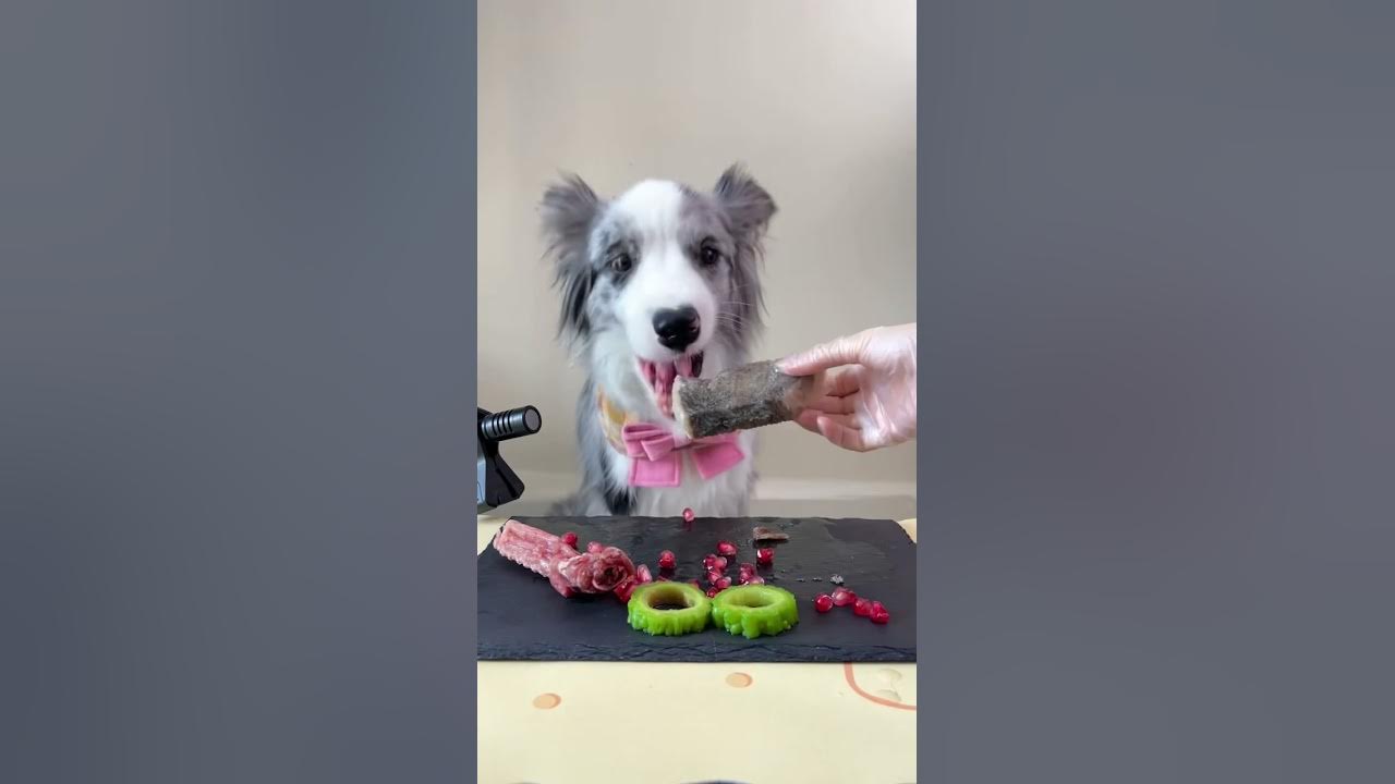 毛孩吃播11：狗狗咀嚼音ASMR ｜Puppy Mukbang: Dog Chewing Sounds ASMR - YouTube