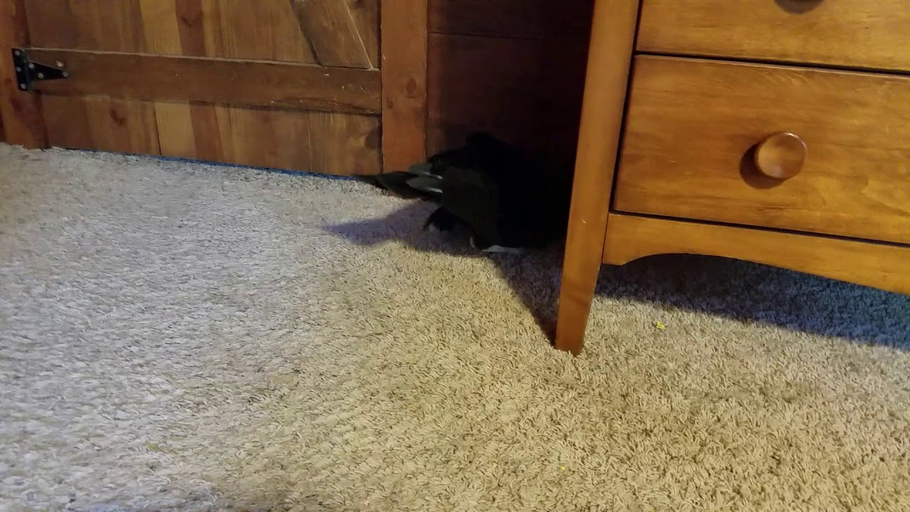 Unusual Pet: Scab - YouTube