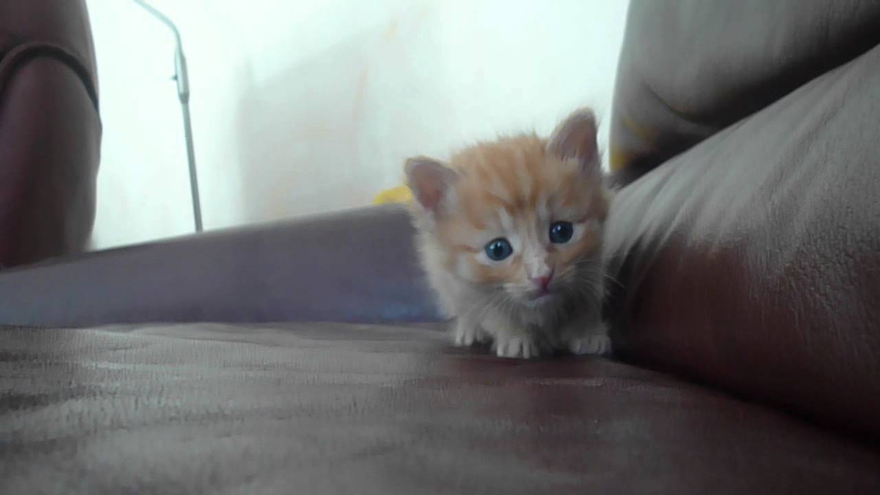 bébé roux - YouTube