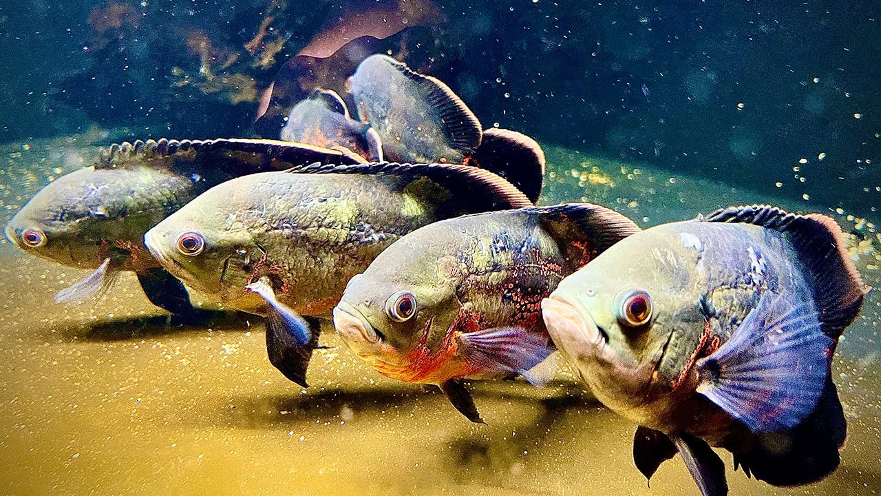 MY OSCAR AQUARIUM - Oscar fish SHOAL!! The king of DIY - YouTube