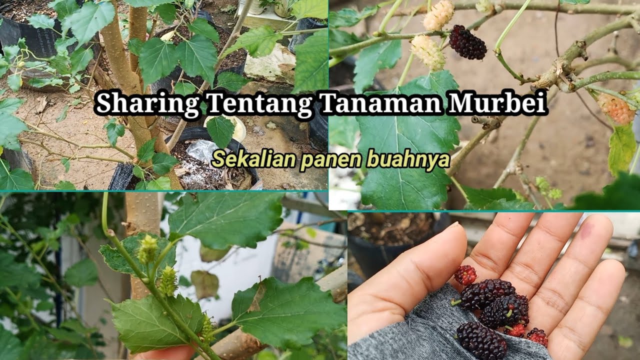 TANAMAN POHON MURBEI DI PLANTER BAG - YouTube