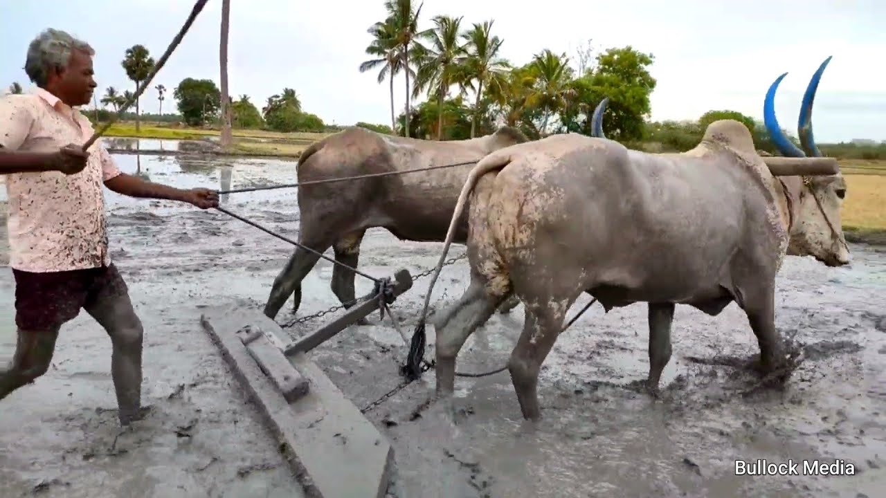 bull ploughing in deep mud by farmer for paddy plants growing | bull ...