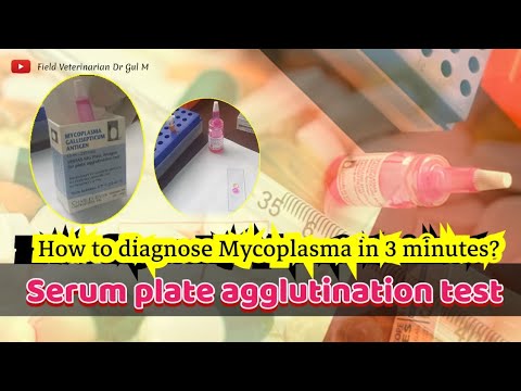 Serum plate agglutination (SPA) test for rapid diagnosis and detection ...
