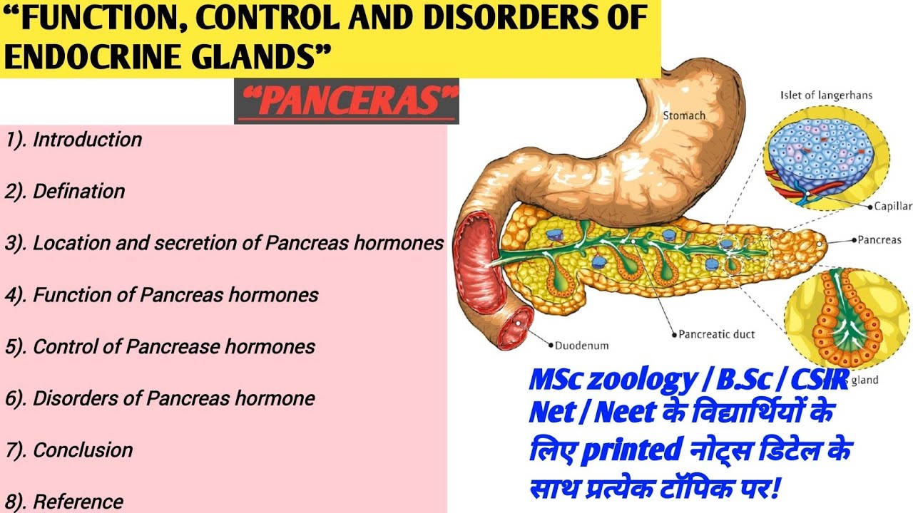 Pancreas Pancrease Gland Hormone Function Control And Disorders Of 5059